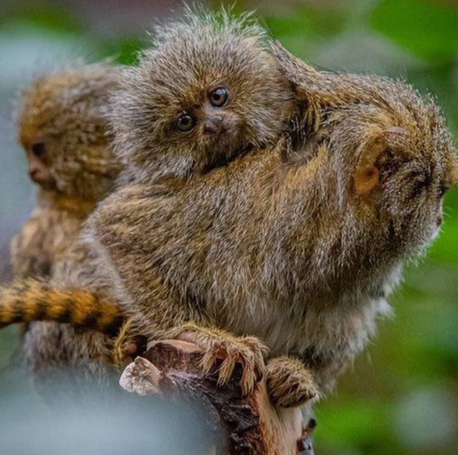Chester Zoo recebe macacos gêmeos do tamanho de uma bola de pingue-pongue