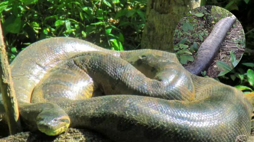 Corpo da sucuri Vovózona, vulgo Anajulia, será exposto em Campo Grande