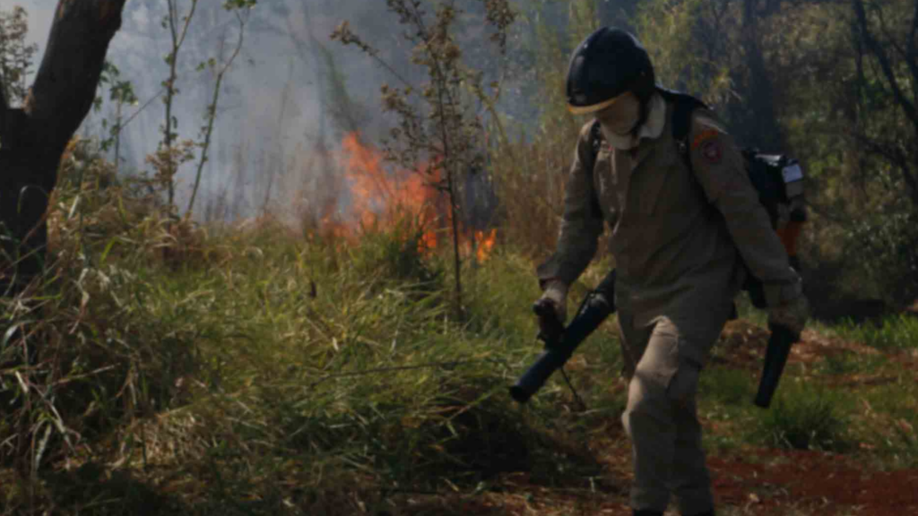 Queimadas no Pantanal estão controladas, mas seca histórica deixa ...