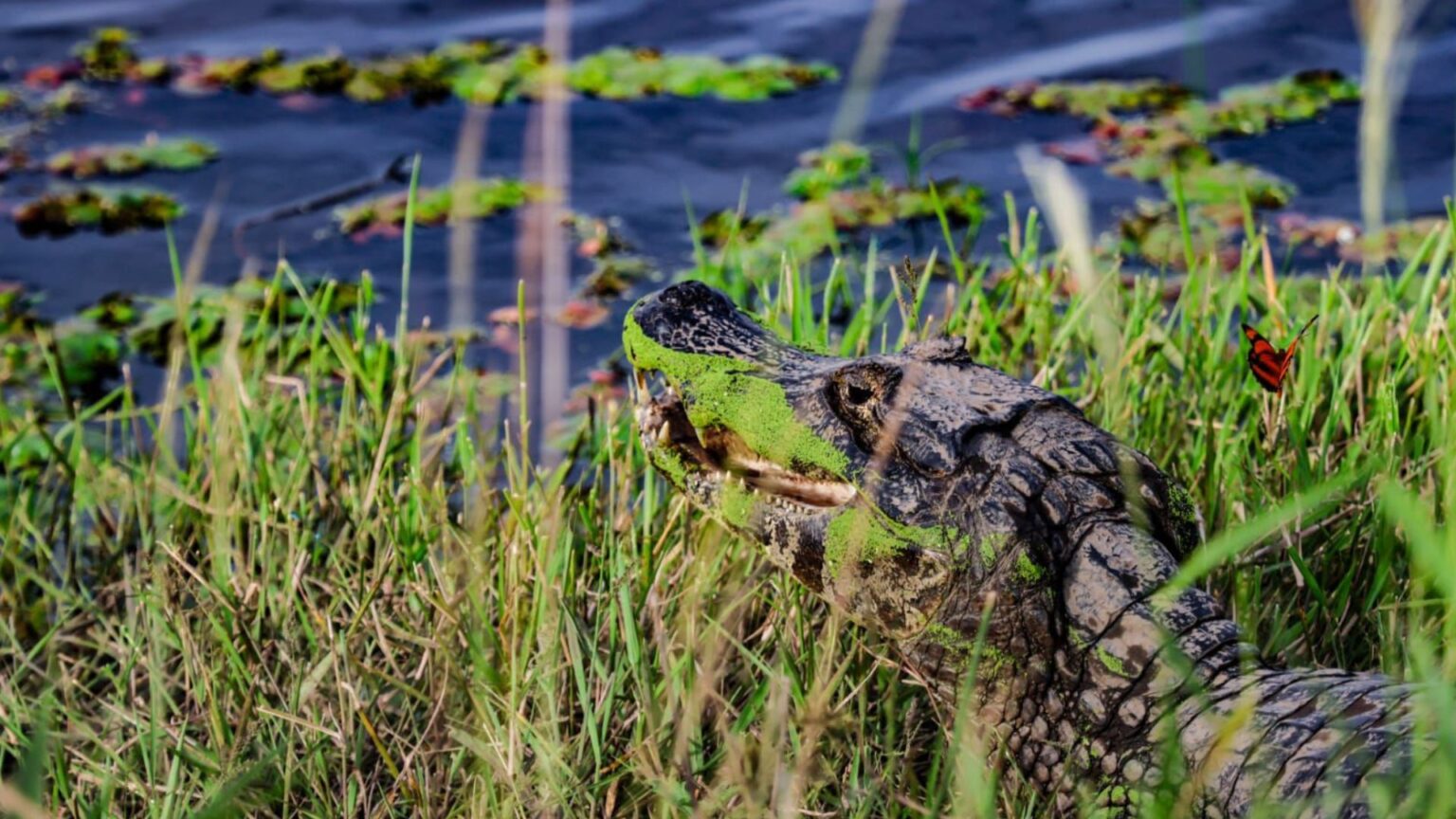 Área queimada no Pantanal de MS reduz 92,8% no começo de 2025 em ...