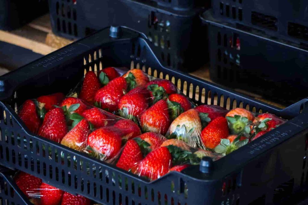 Fim de safra faz preço do morango subir na Ceasa/MS