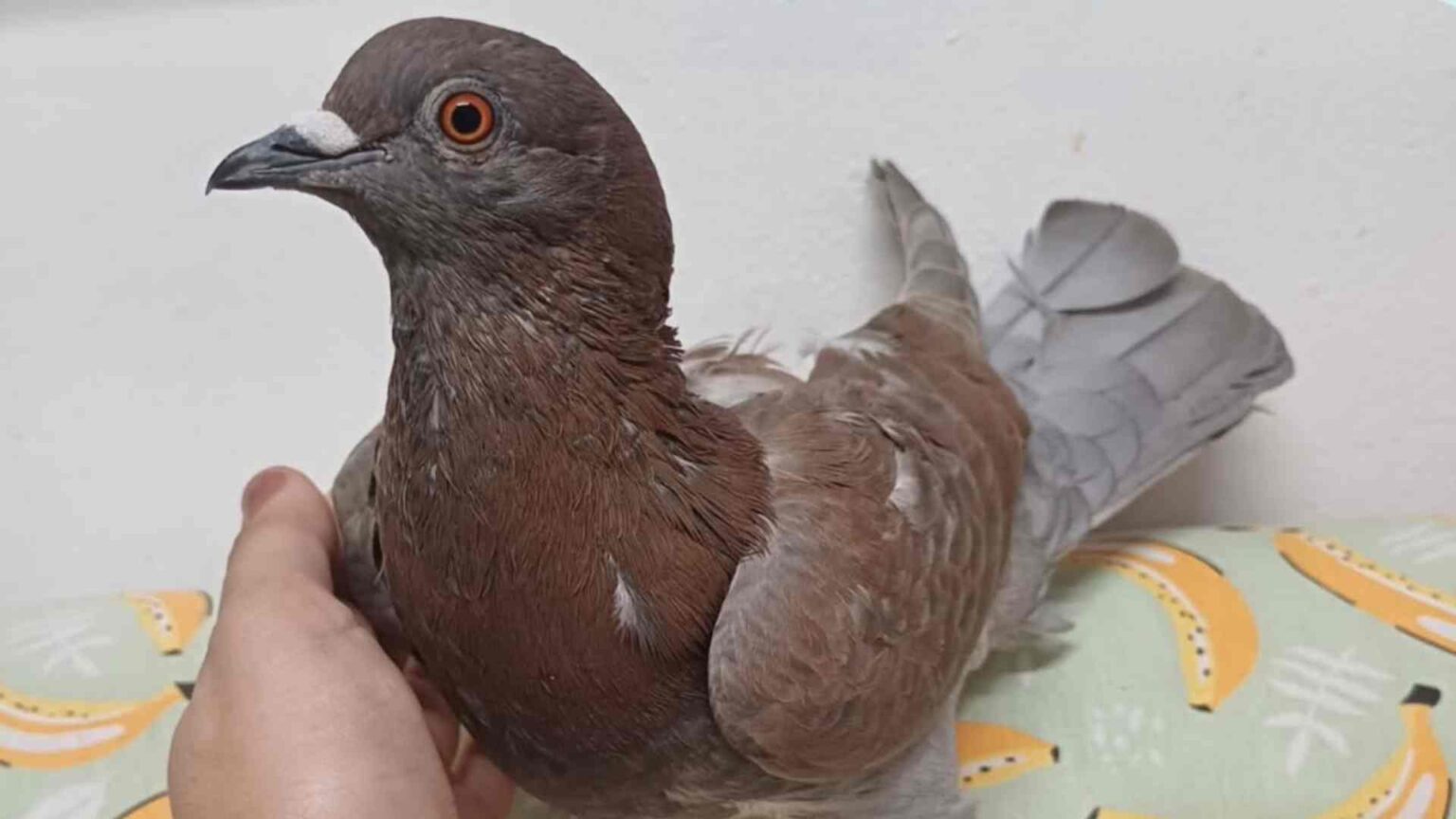 Pai de pomba? 'Petinder' busca donos para animais nada convencionais