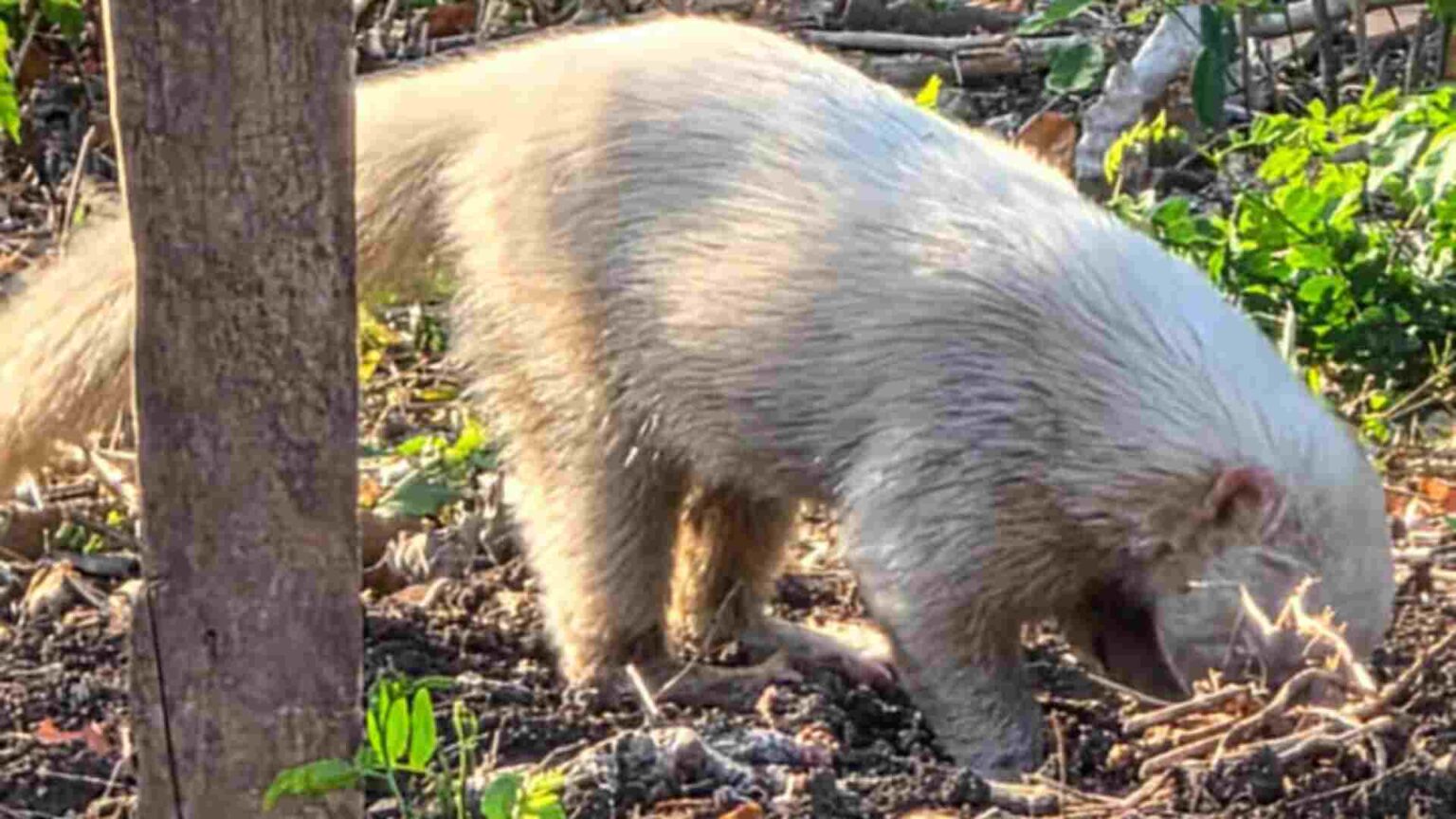 Quati branco faz aparição rara e surpreendente em Mato Grosso do Sul
