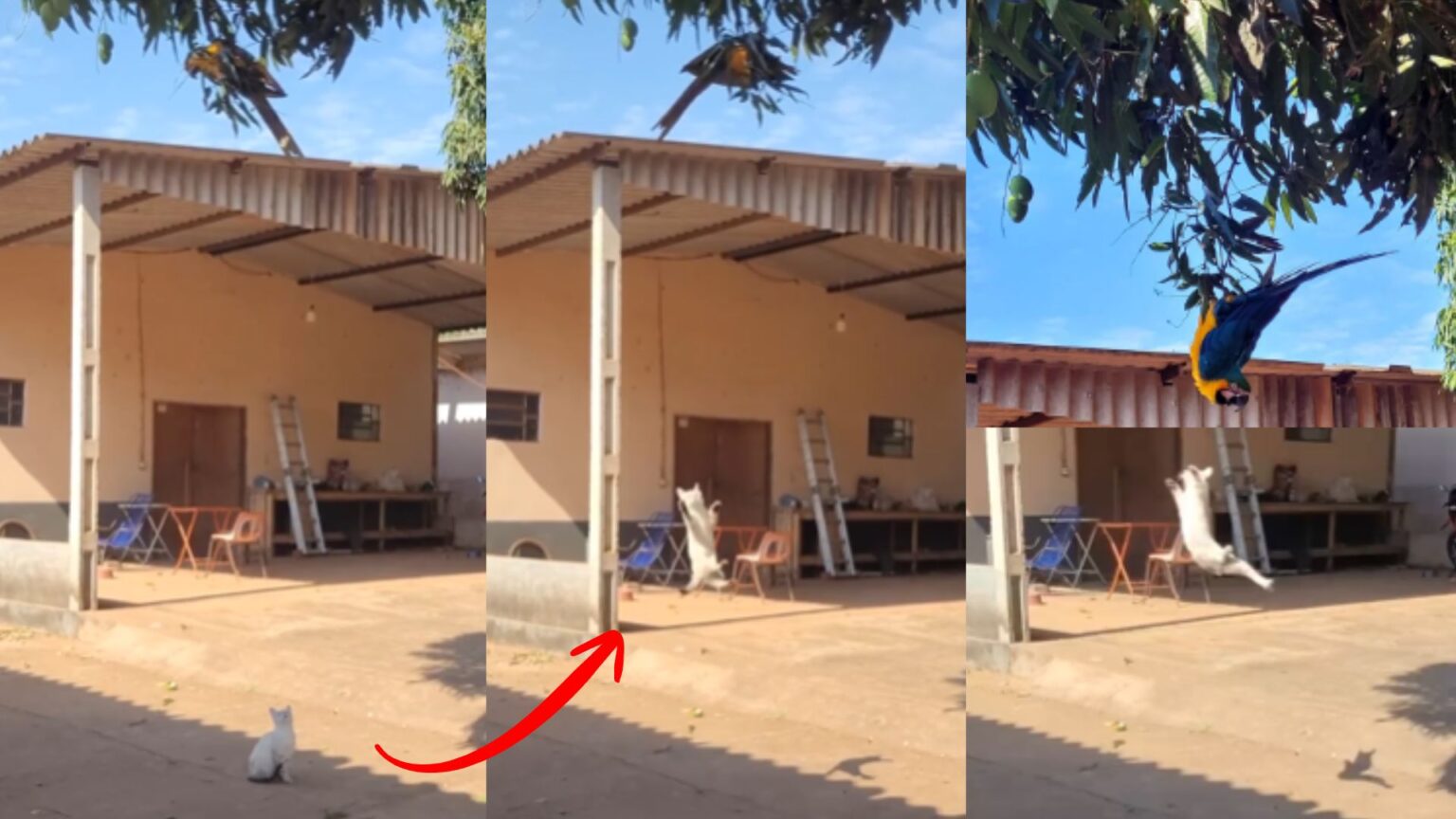 VÍDEO: Gato com alma de onça salta para predar arara com espírito de ...