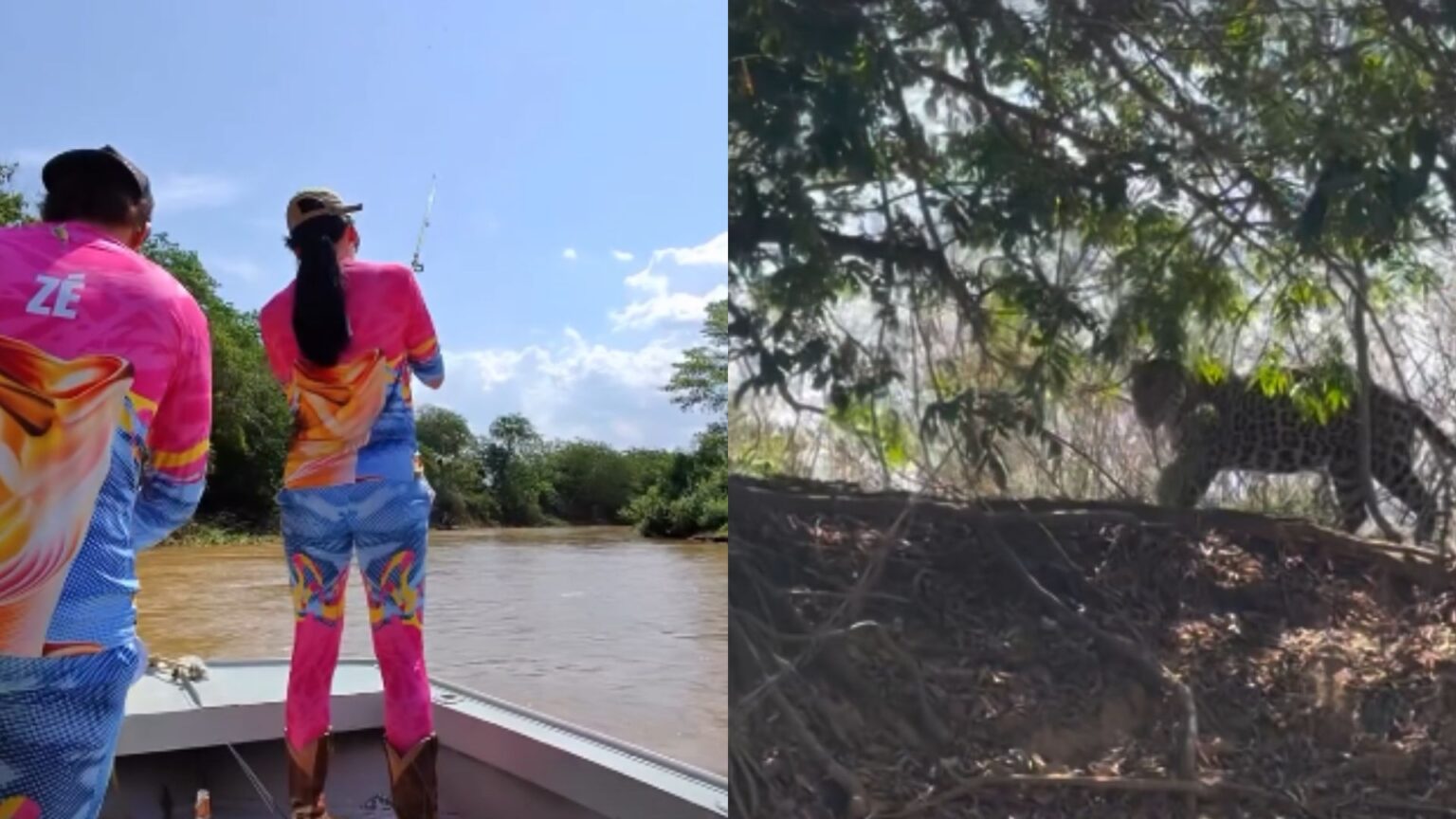 VÍDEO: Onça-pintada aparece ao lado do barco de Ana Castela e Zé Felipe ...