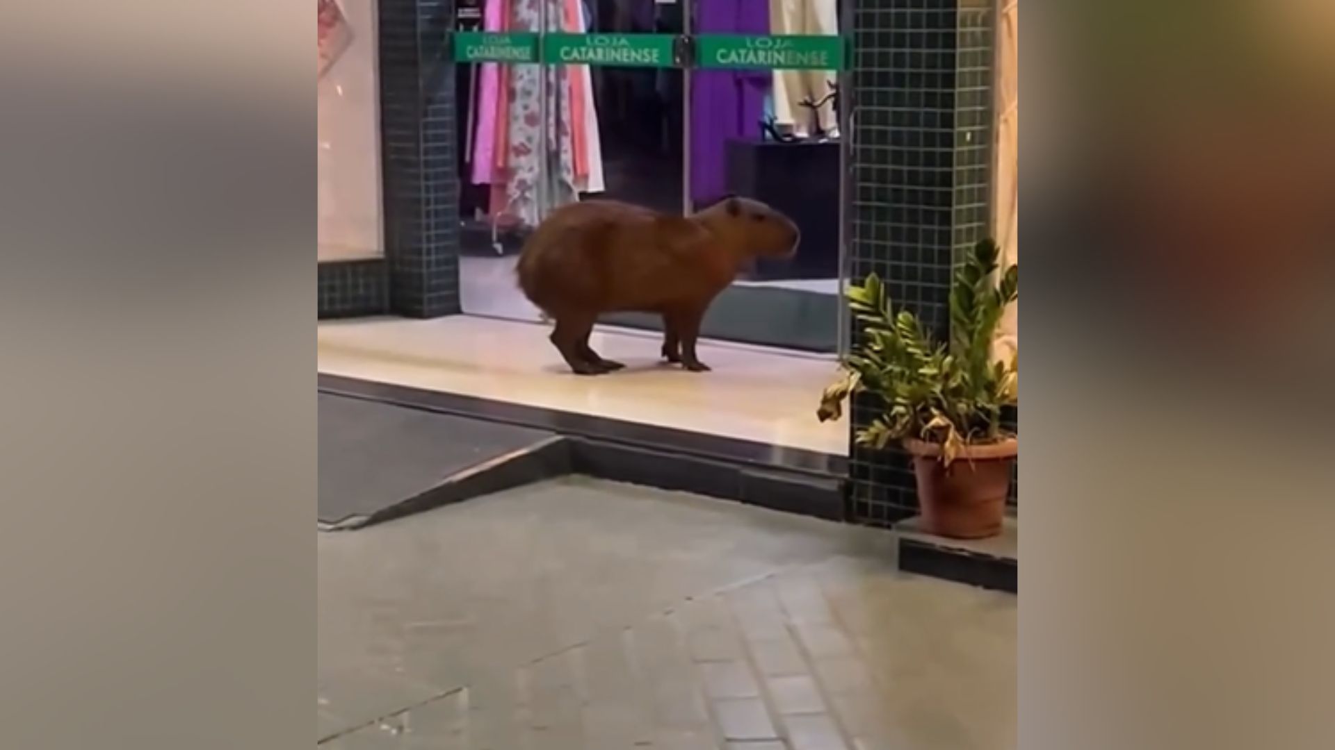 VÍDEO: Atitude de capivara na porta de loja gera identificação em MS ...