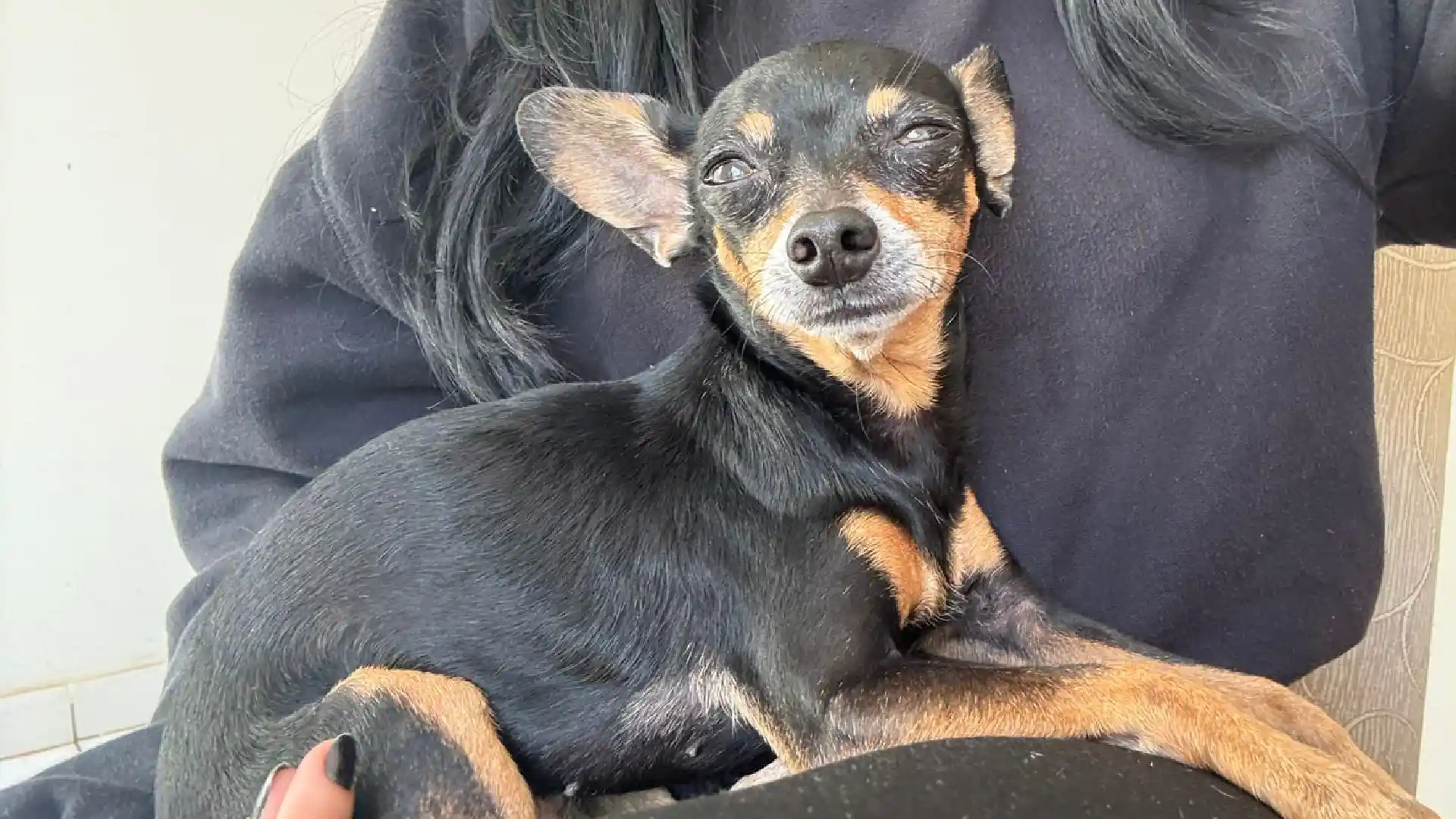 Viu a Minnie? Família oferece recompensa por pincher que sumiu na Vila ...