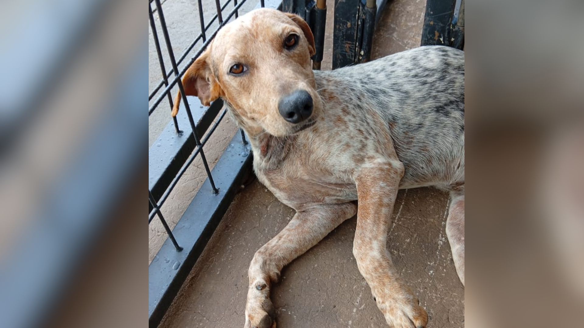 Cadê meu dono? Cadela encontrada no Nova Lima aguarda pelos tutores