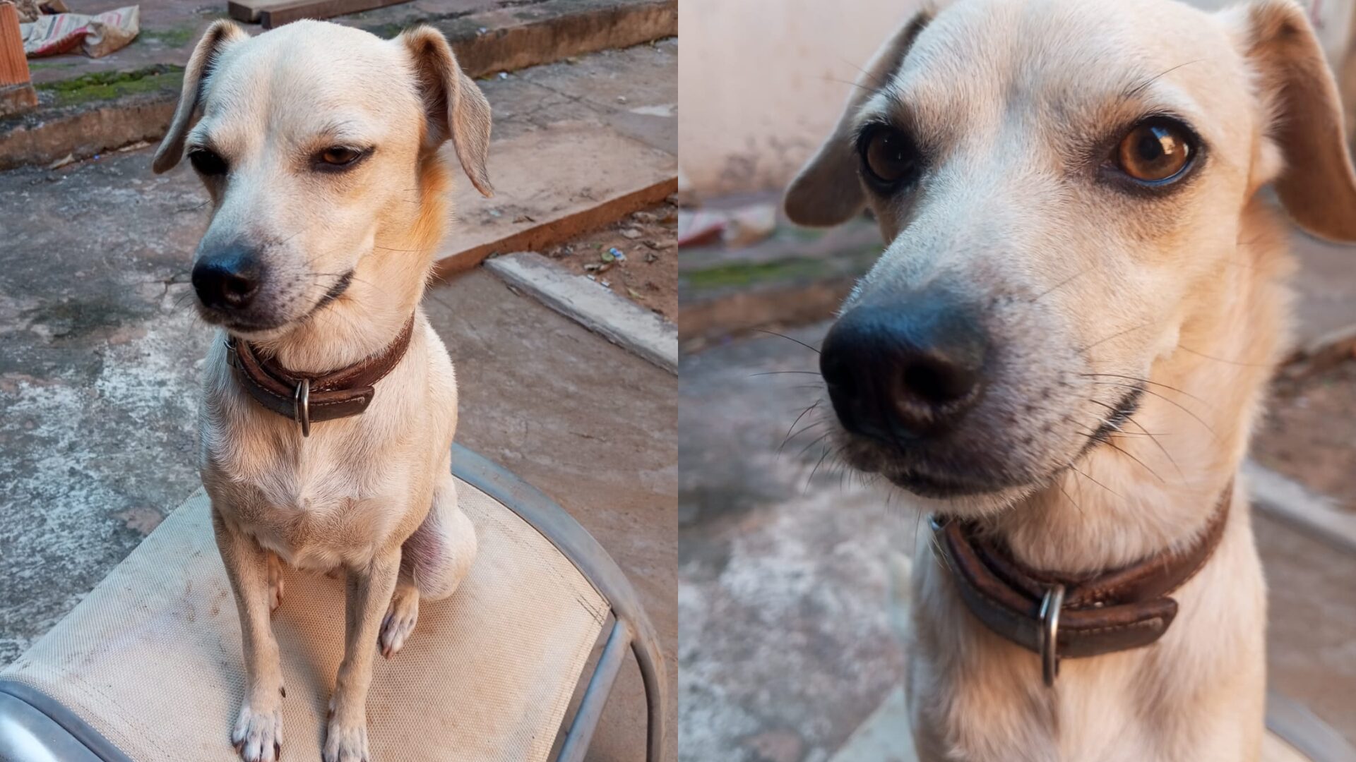 Tutora busca 'caramelo' desaparecida há doze dias no bairro Taquarussu