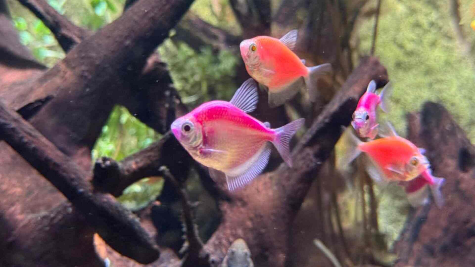 Bioparque Pantanal recebe peixes que brilham sob luz ultravioleta; entenda