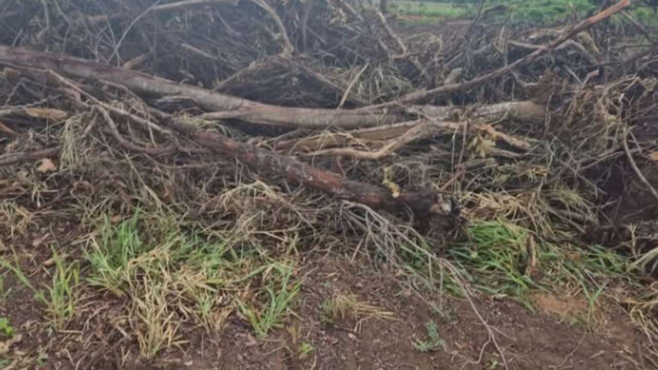 Desmatamento de árvores nativas na MS-427 resulta em multa de R$ 5,1 mil