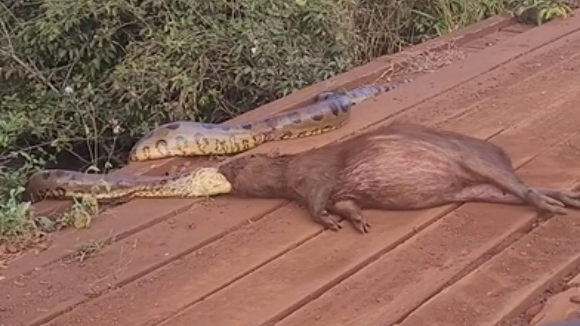 sucuri arrasta capivara 3
