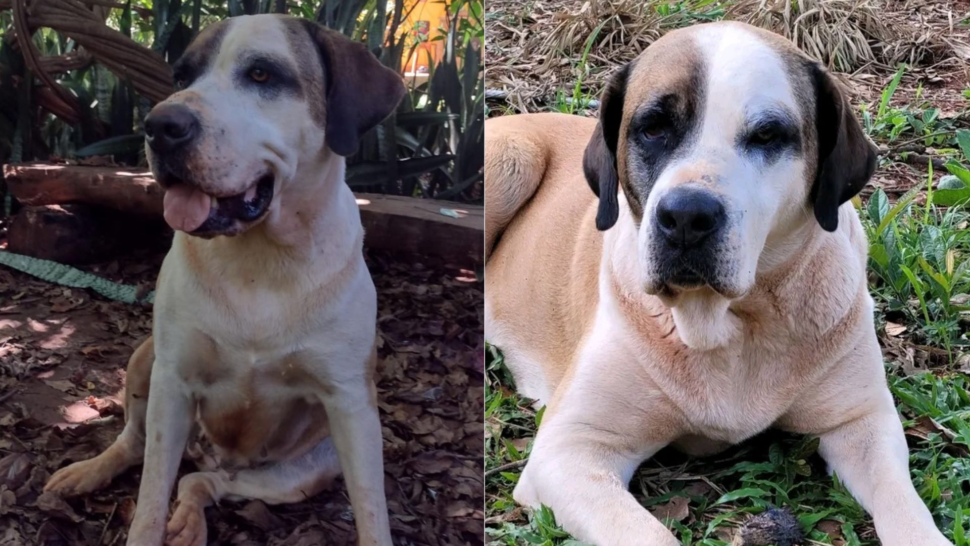 Naga é uma cachorrinha idosa e de grande porte (Foto: Fala Povo)