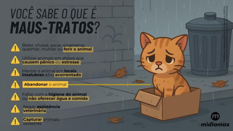 O que diz a lei?